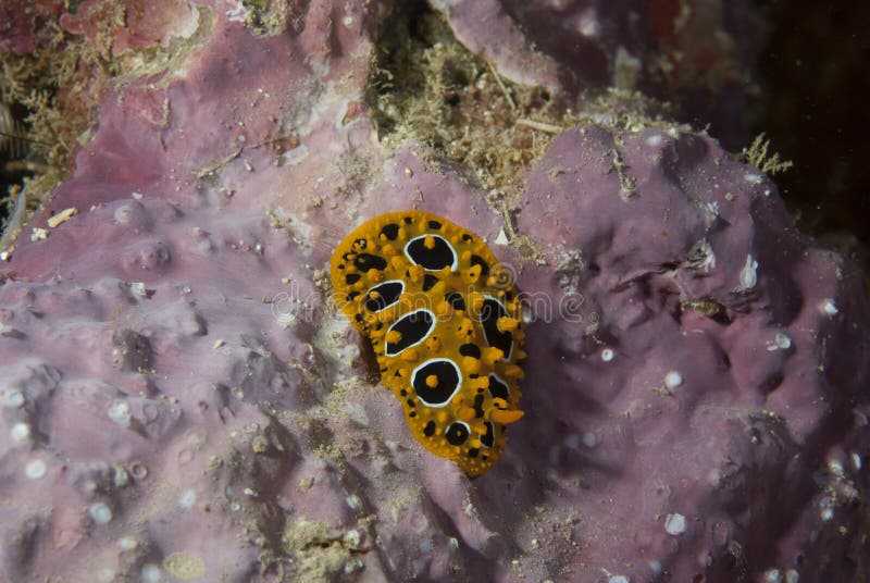 Phyllidia Ocellata Nudibranch Stock Photo - Image of animal ...