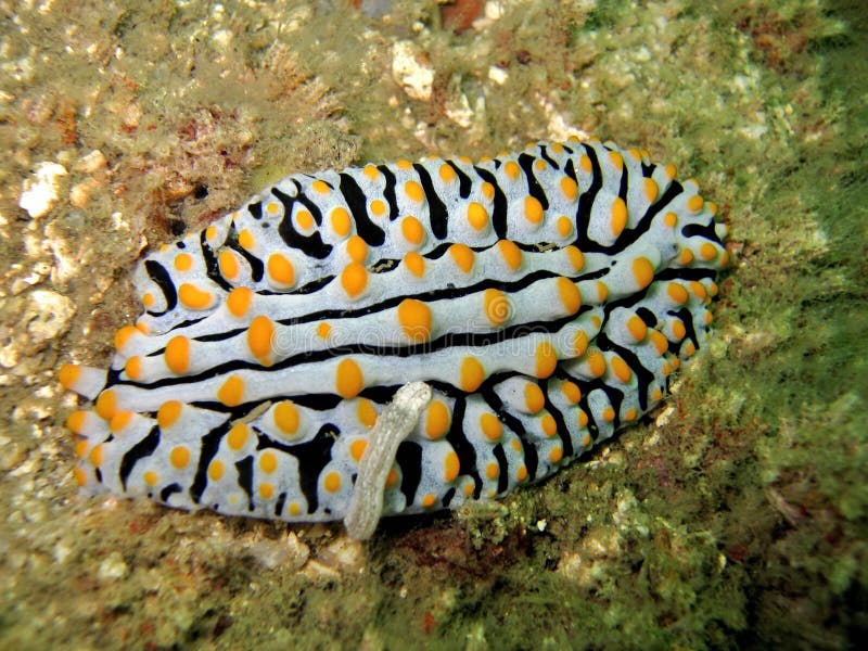 Phyllidia varicosa stock photo. Image of underwater, aquatic - 420556