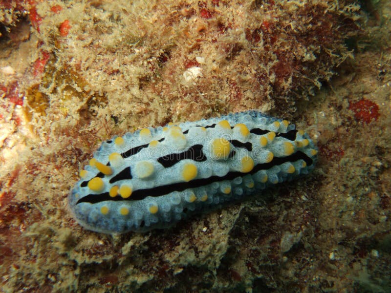 Phyllidia Varicosa Sea Slug Stock Image - Image of colourful, bright ...