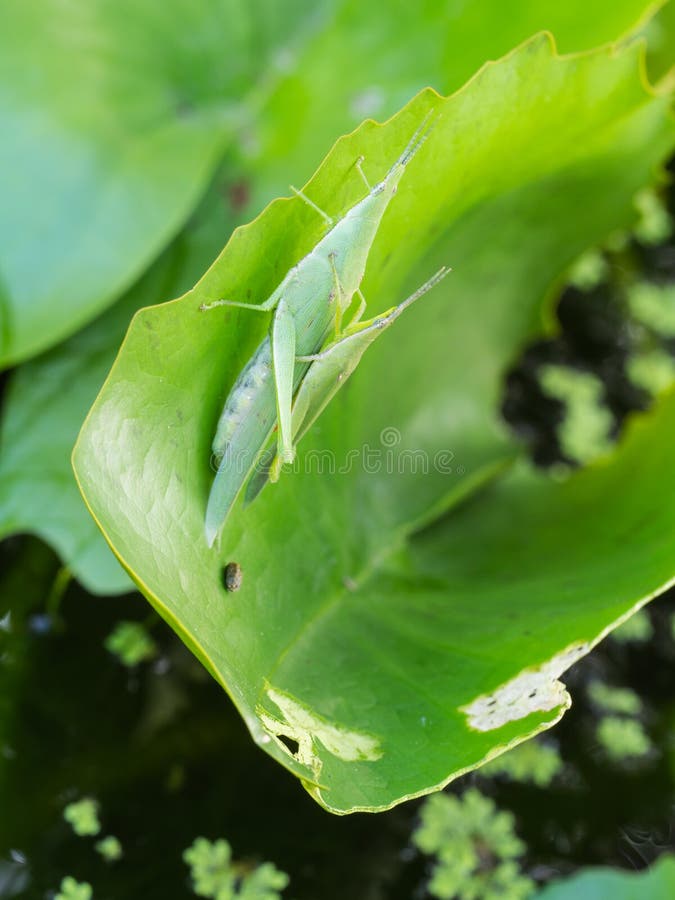 458 Phylliidae Stock Photos - Free & Royalty-Free Stock Photos from ...