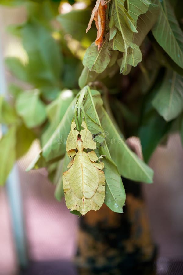 Phyllium Giganteum стоковое фото. изображение насчитывающей одичало ...