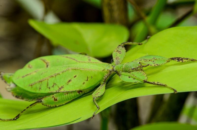 Phyllium giganteum stock photo. Image of ghost, leaf - 41561270