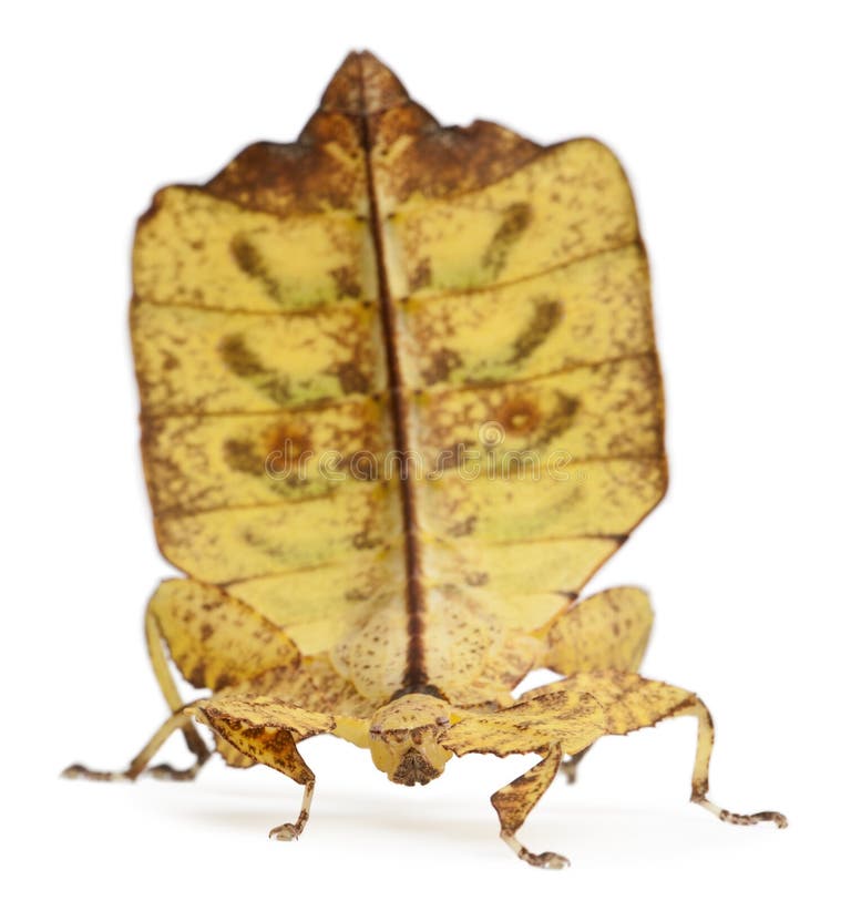 Elcysma Westwoodii Stock Photos - Free & Royalty-Free Stock Photos from ...