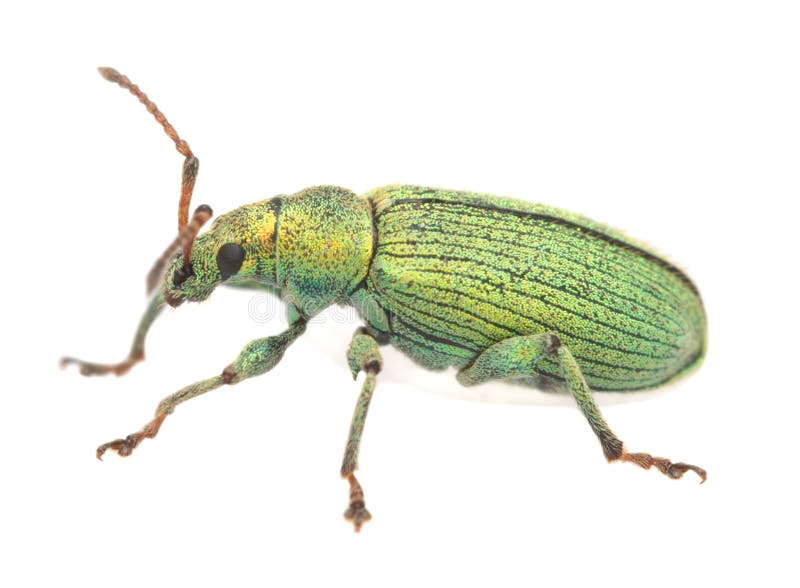 Weevil isolated on white stock image. Image of insects - 31321693
