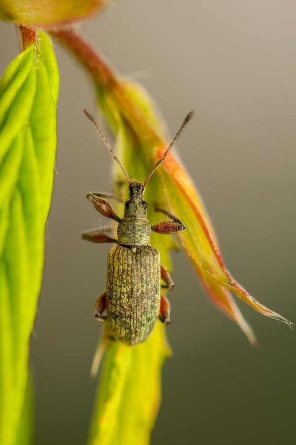 Phyllobius stock image. Image of macro, animal, nature - 25728919