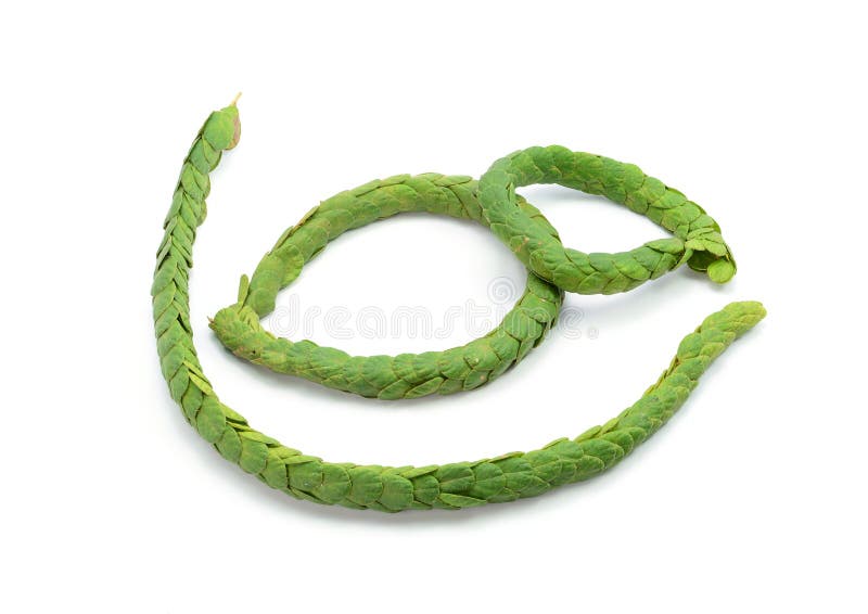 Phyllodium Longipes Leaf Plant on Farm Stock Image - Image of bright ...