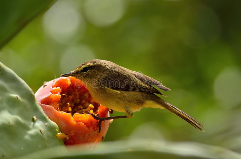 Phylloscopus Bird on Prickly Pear Stock Photo - Image of environment ...