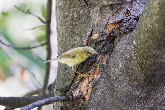 Phylloscopus Nitidus Looking for Food on a Tree Stock Photo - Image of ...