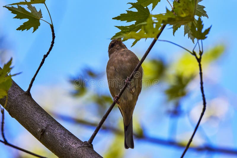 Phylloscopus Nitidus Looking for Food on a Tree Stock Image - Image of ...