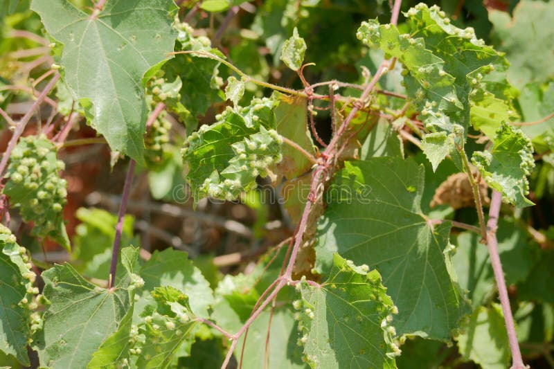 Phylloxera Vitifoliae Galls on Grape Leaves Stock Image - Image of ...