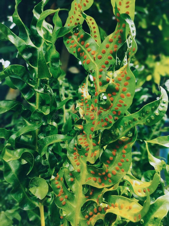 Fern Plant Zoom stock photo. Image of leaf, vegetable - 264937312