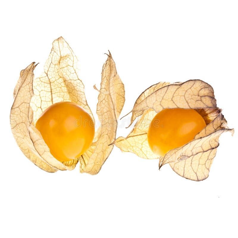 Physalis stock image. Image of exotic, edible, fresh - 16285057