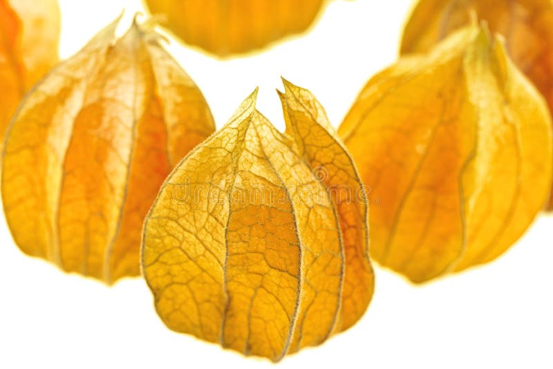 Physalis stock photo. Image of plant, healthy, object - 17793934