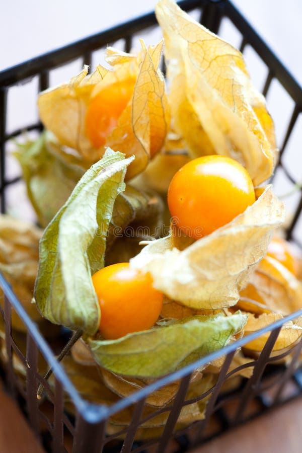 Physalis stock photo. Image of physalis, healthy, groundcherry - 19537196