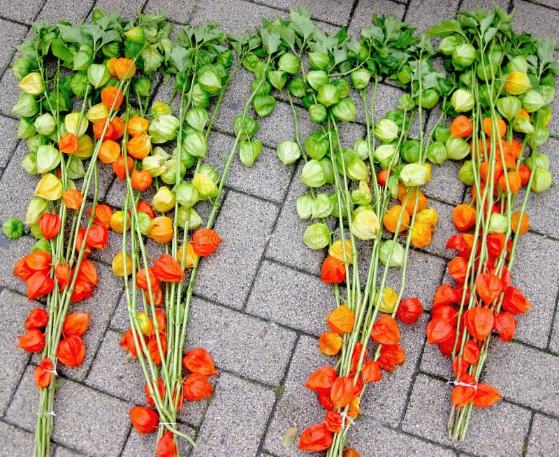 Physalis stock photo. Image of colors, path, leaves, park - 21014548