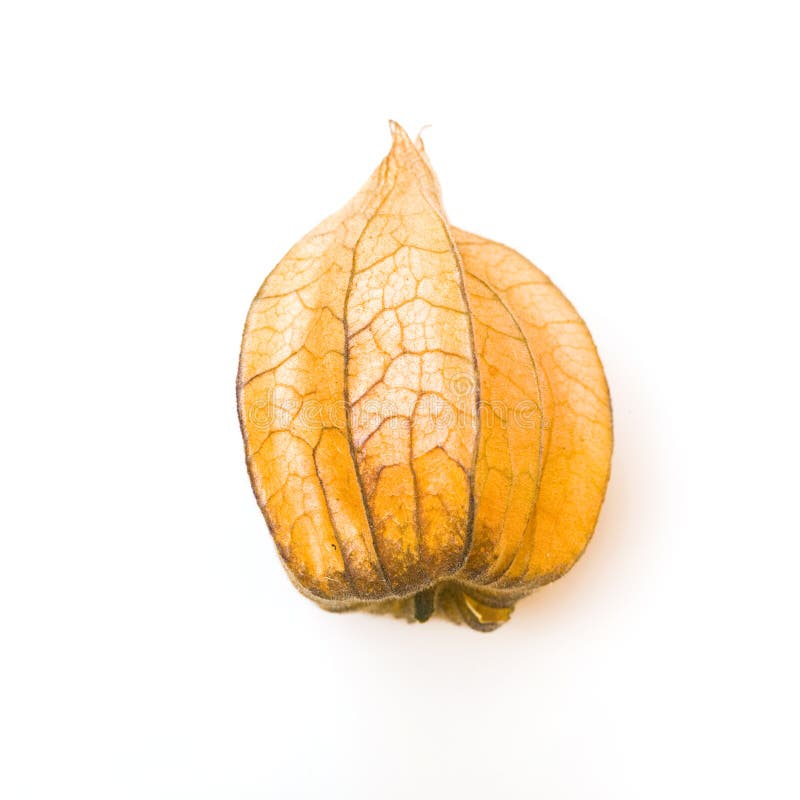 Physalis stock image. Image of encased, food, nature, shell - 2728223