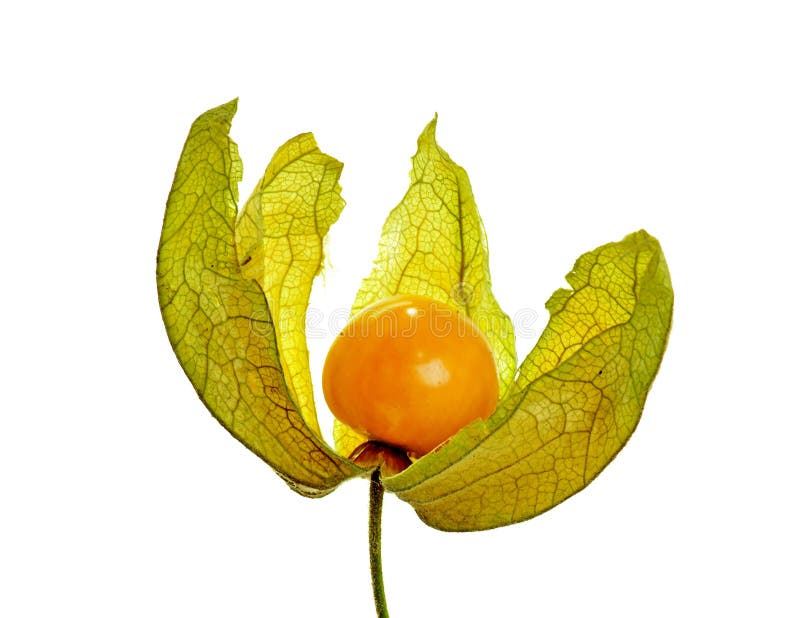 Physalis stock image. Image of golden, sweet, round, exotic - 29078813