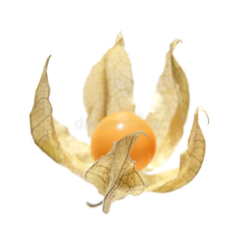 Physalis stock image. Image of inca, diet, groundcherry - 4370385