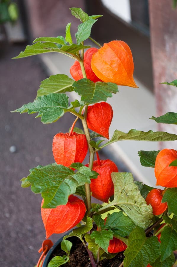 Flores De La Planta Del Physalis (peruviana Del Physalis) Foto de ...