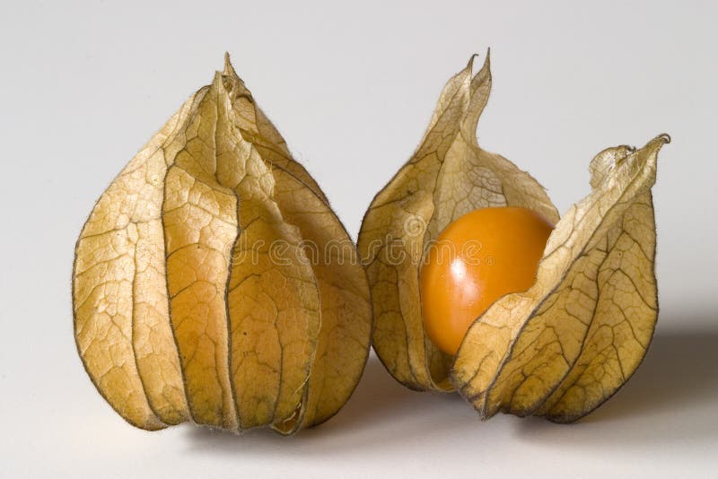 Physalis stock image. Image of physalis, open, fruit, sour - 630249
