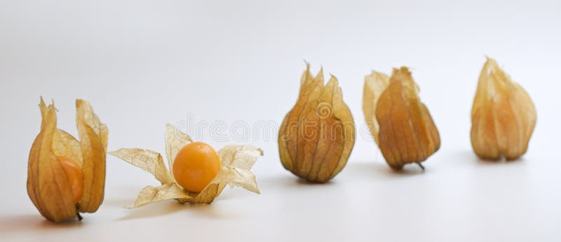Physalis stock image. Image of fruit, alkekengi, gooseberry - 9087205