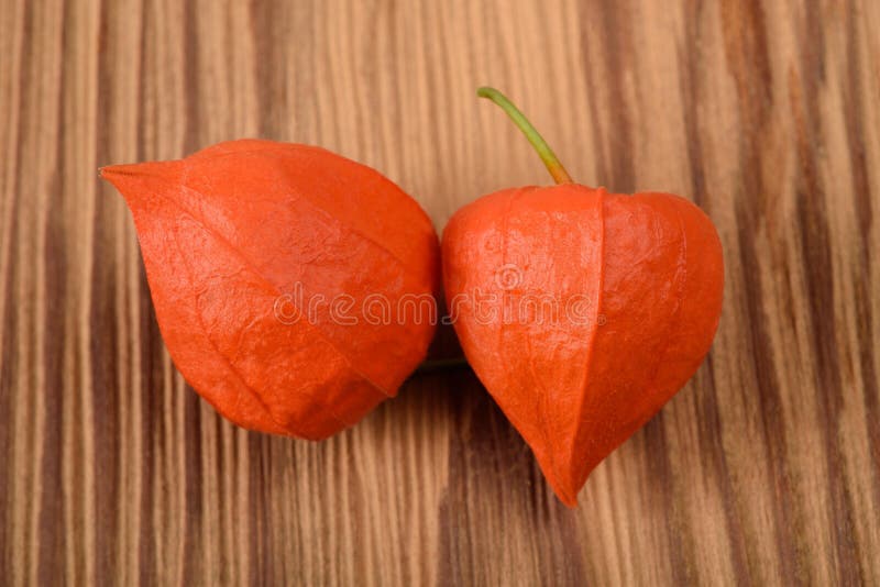 Physalis alkekengi calix stock photo. Image of orange - 86111538