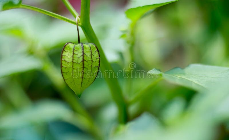 Physalis angulata fruit stock image. Image of ceplukan - 165379081