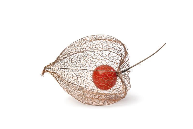 Cape gooseberry stock photo. Image of tasty, ground, vitamin - 1602224