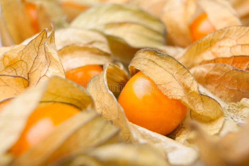 Physalis closeup stock image. Image of decorative, natural - 28864187