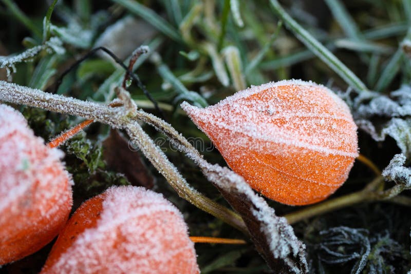 Physalis and mat-grass stock image. Image of berry, wickerwork - 11006563