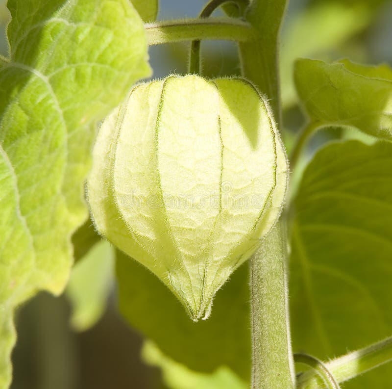 Physalis Flower in the Garden Stock Image - Image of plain, single ...