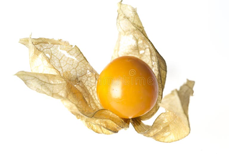 Physalis-Frucht mit Hülsen stockfoto. Bild von orange - 67114882