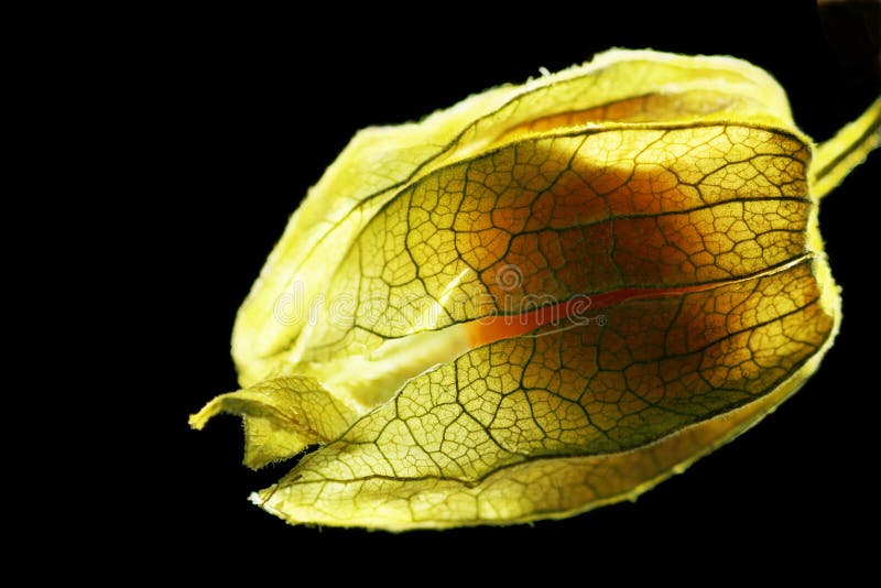 Physalis fruit stock photo. Image of calyx, botanic, portrait - 2986086