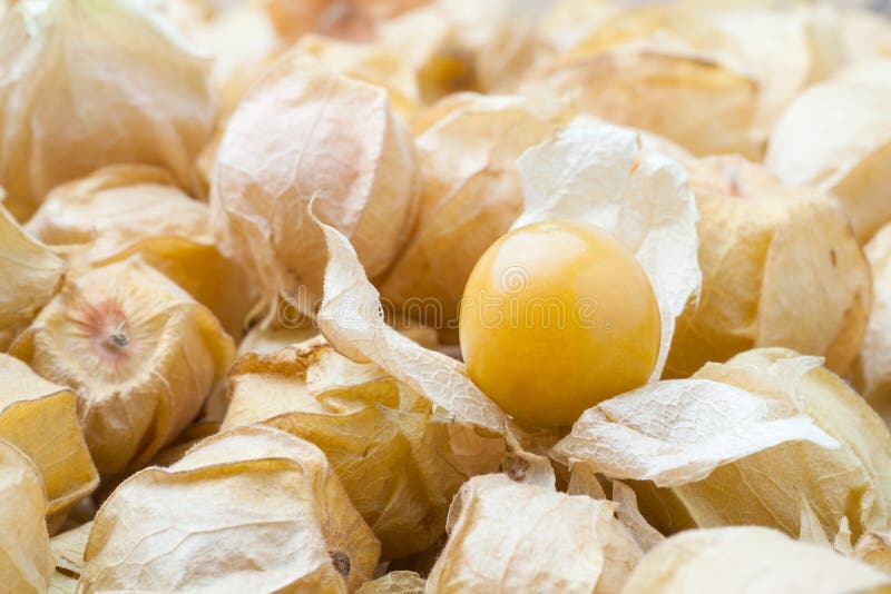 Physalis fruit stock photo. Image of berry, physalis - 75954680
