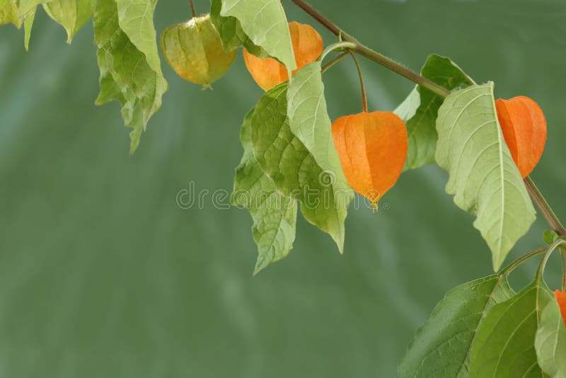 Physalis Fruit on Tree stock photo. Image of solanaceae - 239865596