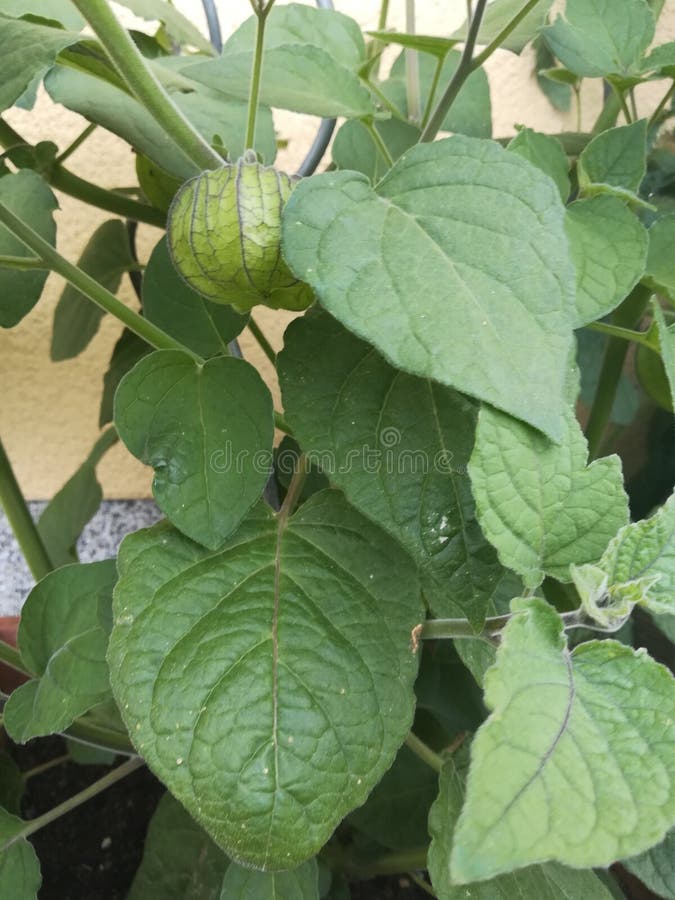 Physalis stock image. Image of garden, garten, nature - 119810021
