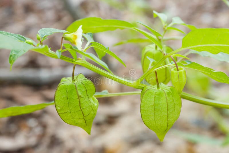 Physalis Minima Tree, Hogweed, Ground Cherry On Tree. (Scientific Name ...