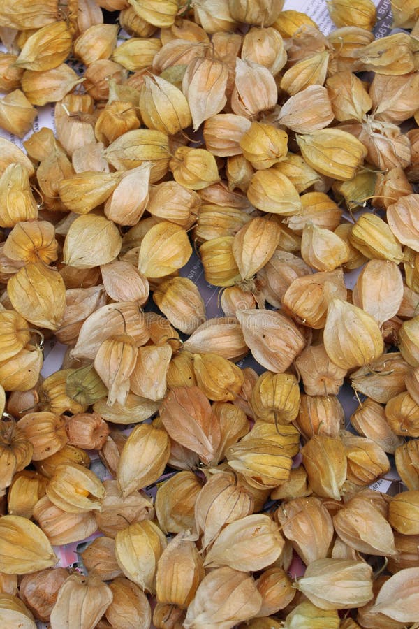 Physalis Heap (altin Cilek) Stock Image - Image of berry, food: 30408755