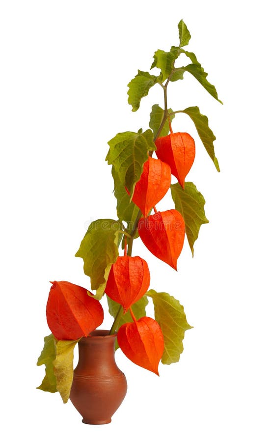 Bladder-Cherry, Chinese Lantern , Stock Photo - Image of botany ...