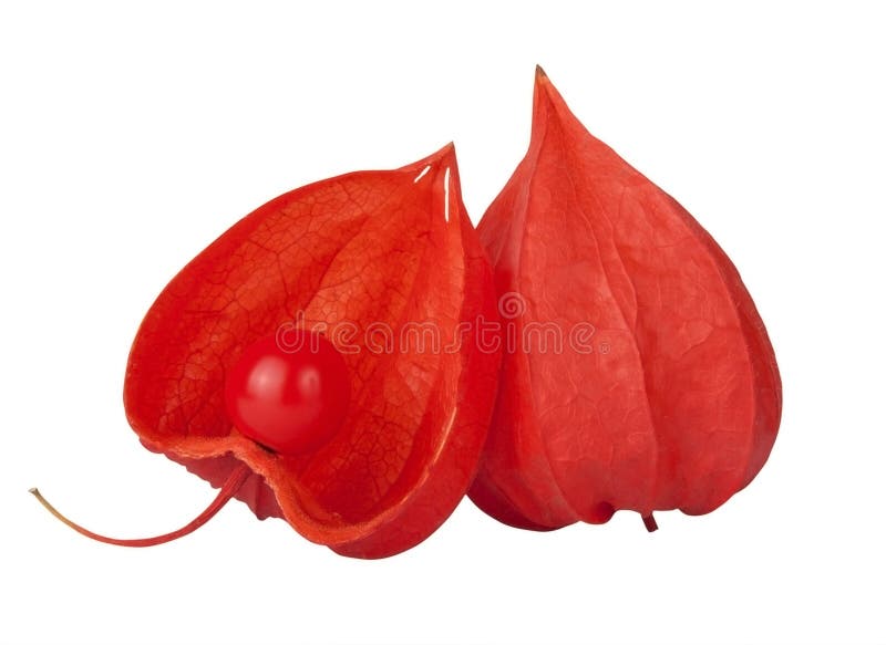 Dry flower of physalis stock image. Image of groundcherry - 46869585