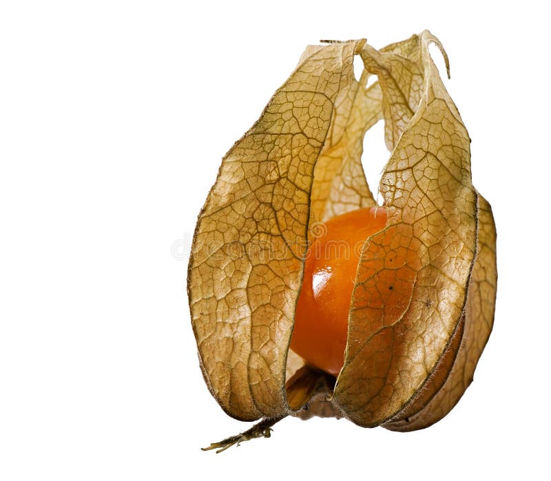 Physalis. stock photo. Image of healthy, yellow, fresh - 93499164