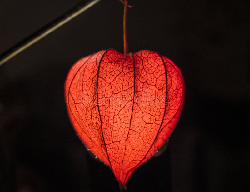 Physalis is the Largest Genus of Plants in the Solanaceae Family Stock ...