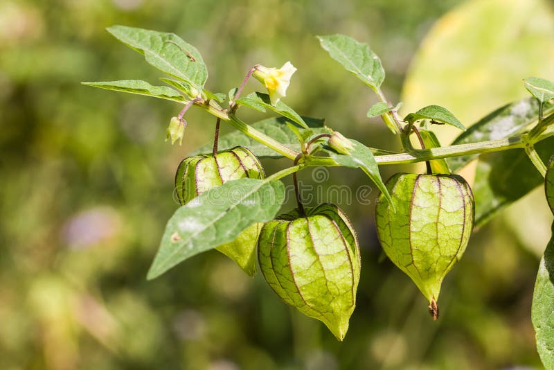 Physalis Minima Tree, Hogweed, Ground Cherry on Tree. (Scientific Name ...