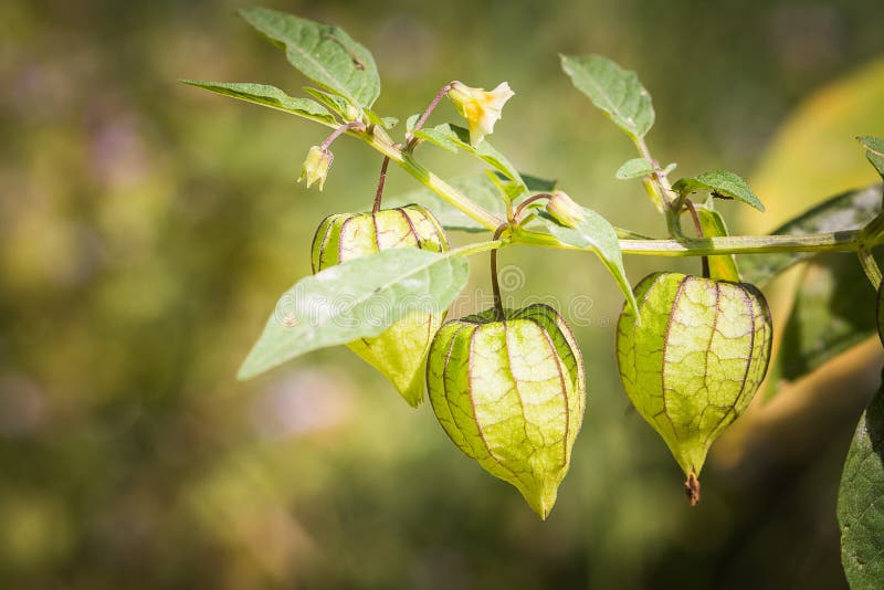 Physalis Minima Tree, Hogweed, Ground Cherry on Tree. (Scientific Name ...