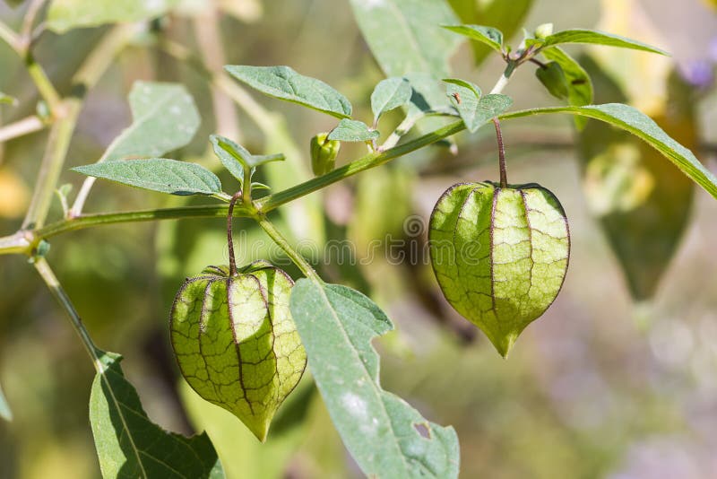 Physalis Minima Tree, Hogweed, Ground Cherry on Tree. (Scientific Name ...