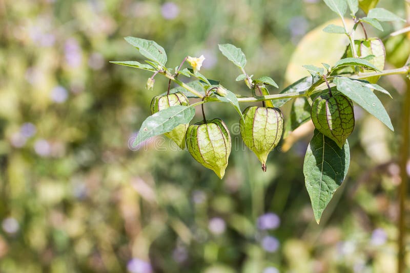 Physalis Minima Tree, Hogweed, Ground Cherry on Tree. (Scientific Name ...