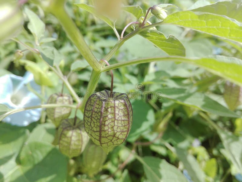 Physalis Minima Tree, Hogweed, Ground Cherry on Tree. (Scientific Name ...