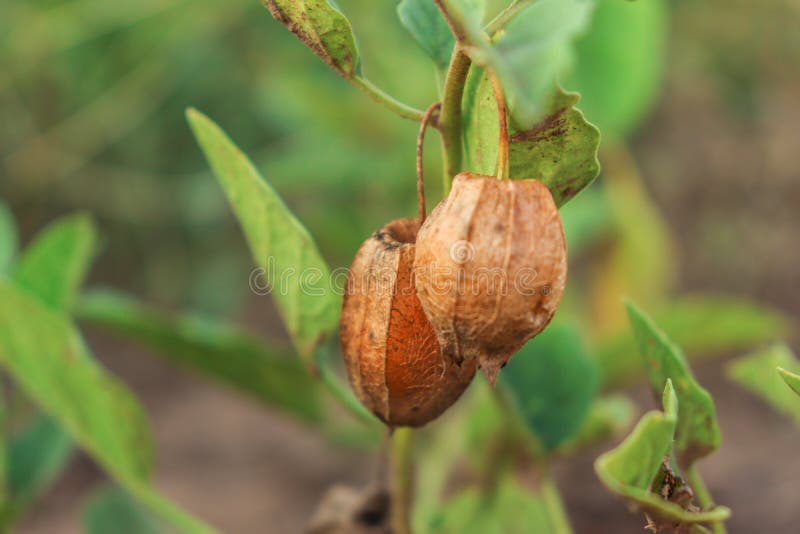 Physalis Minima - Native Gooseberry - Wild Cape Gooseberry Stock Image ...