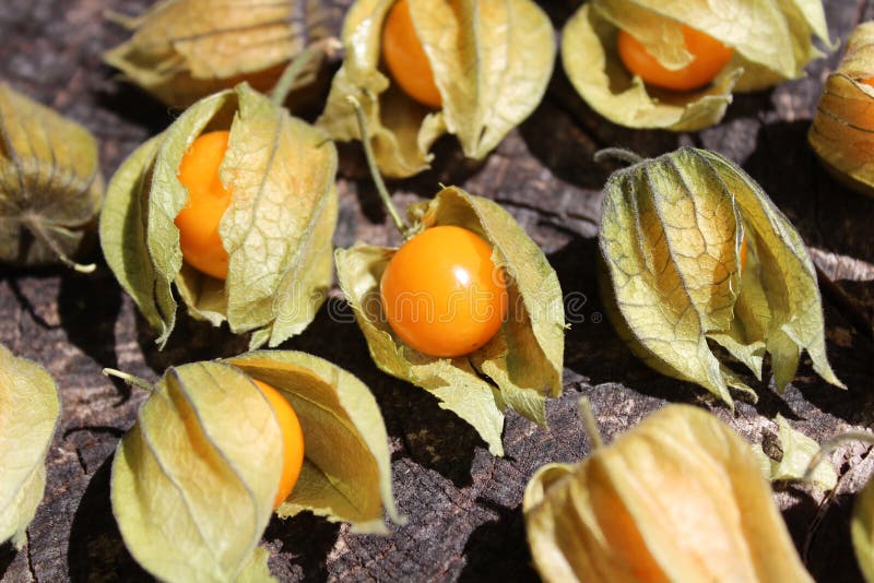 Physalis on an Old Tree Trunk Stock Image - Image of peruviana, plant ...