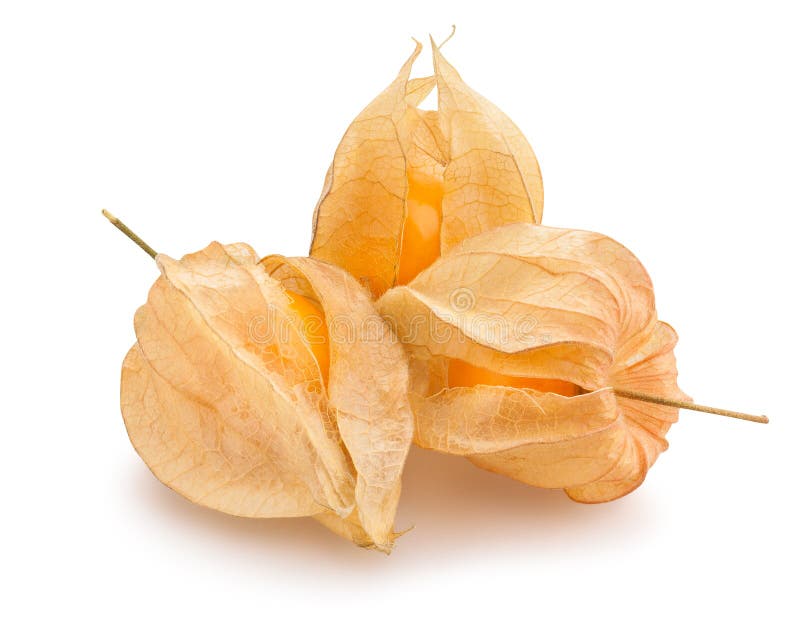 Physalis stock photo. Image of nutrition, isolated, fresh - 103878454